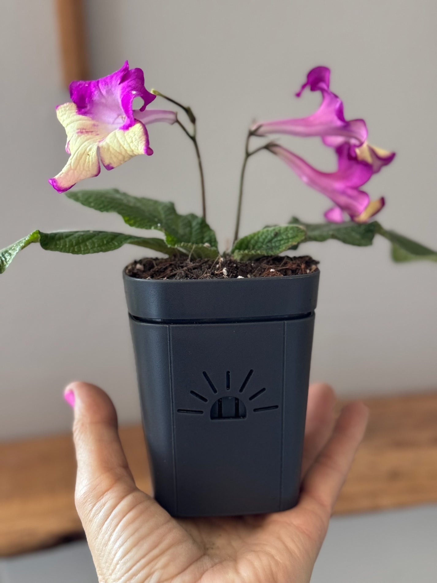 3-Inch "Breathing" Planter – Naked Root
