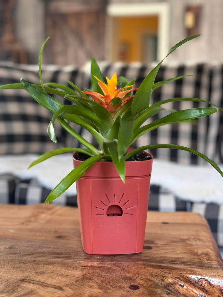 5-Inch Classic Earth Planter – Naked Root