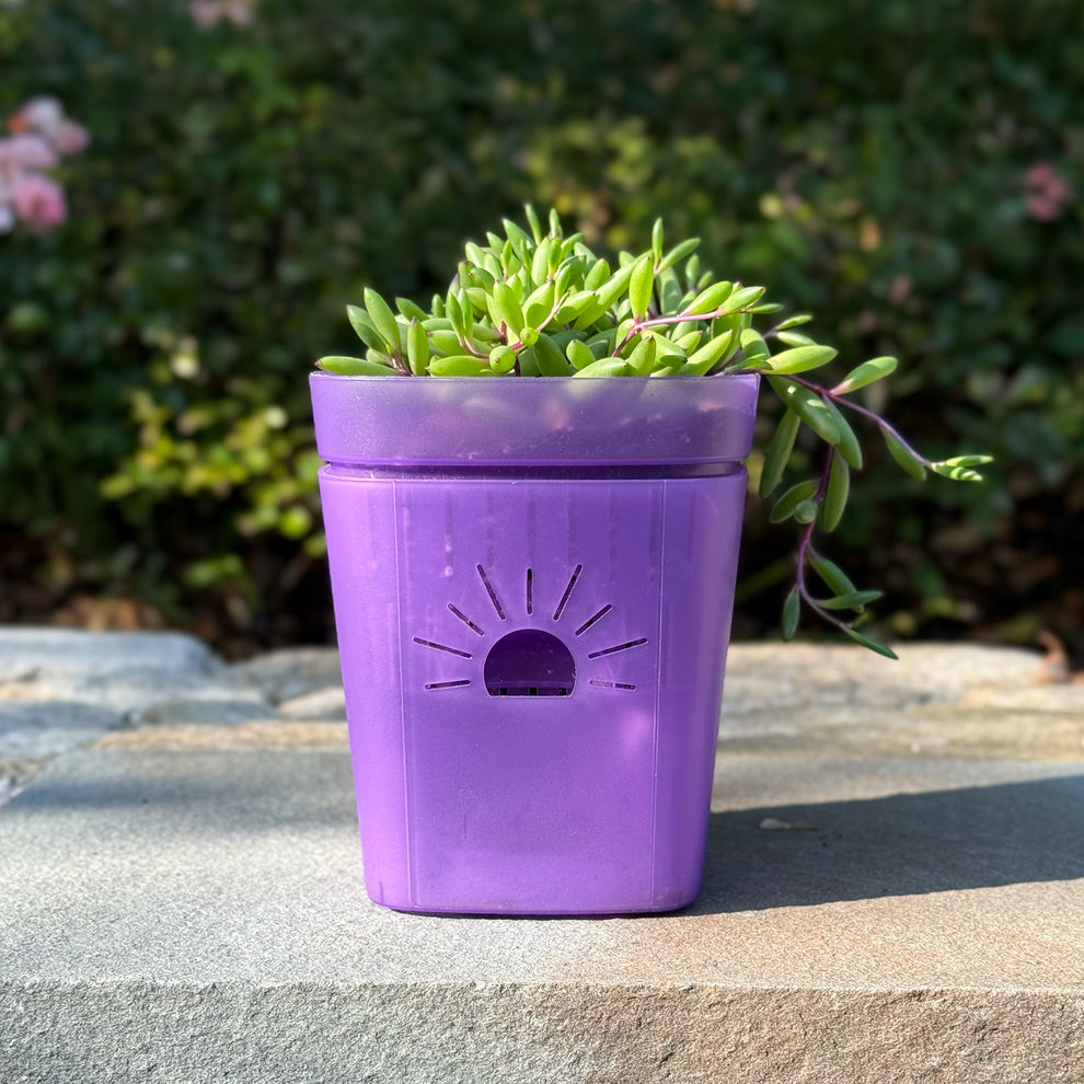 Root Zone Oxygen Planter Starter Kit – Naked Root