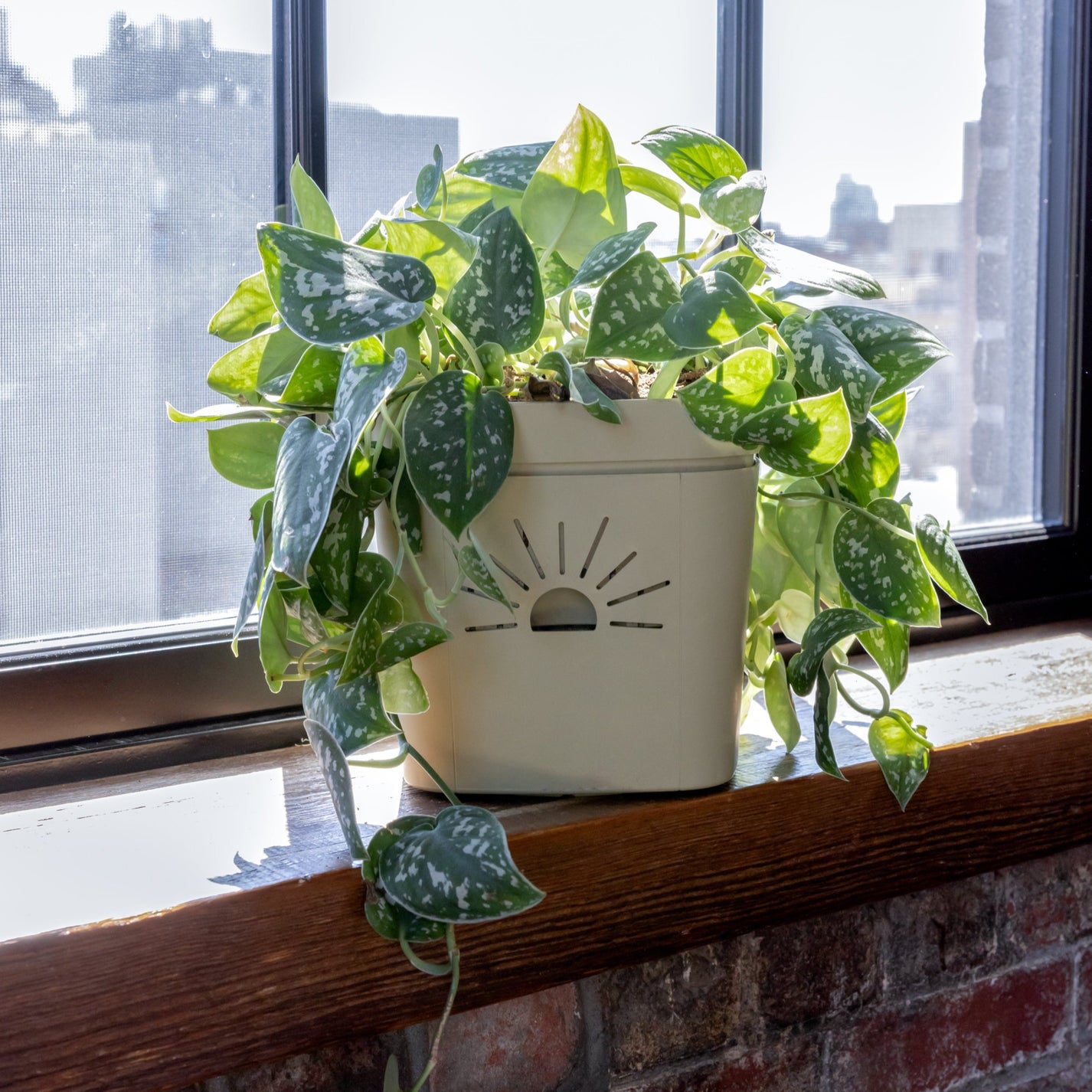 8" Air Root Pruning Planter - Self Watering – Naked Root