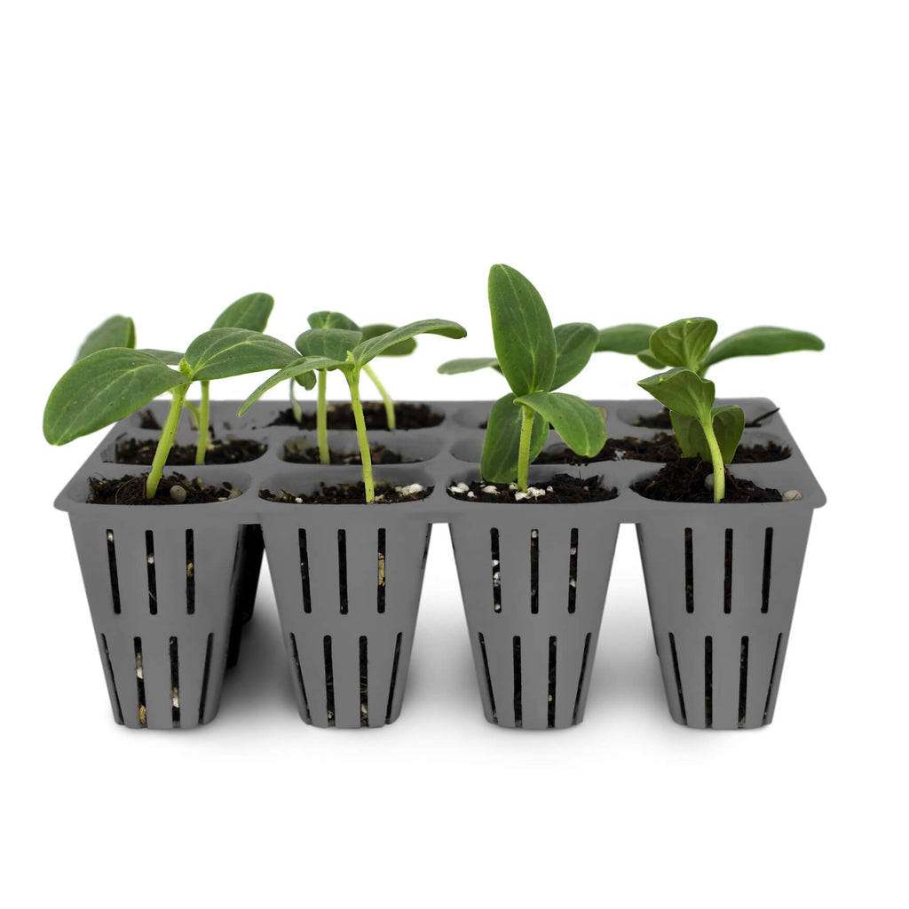 12-Cell Root-Pruning Seed Starter – Naked Root
